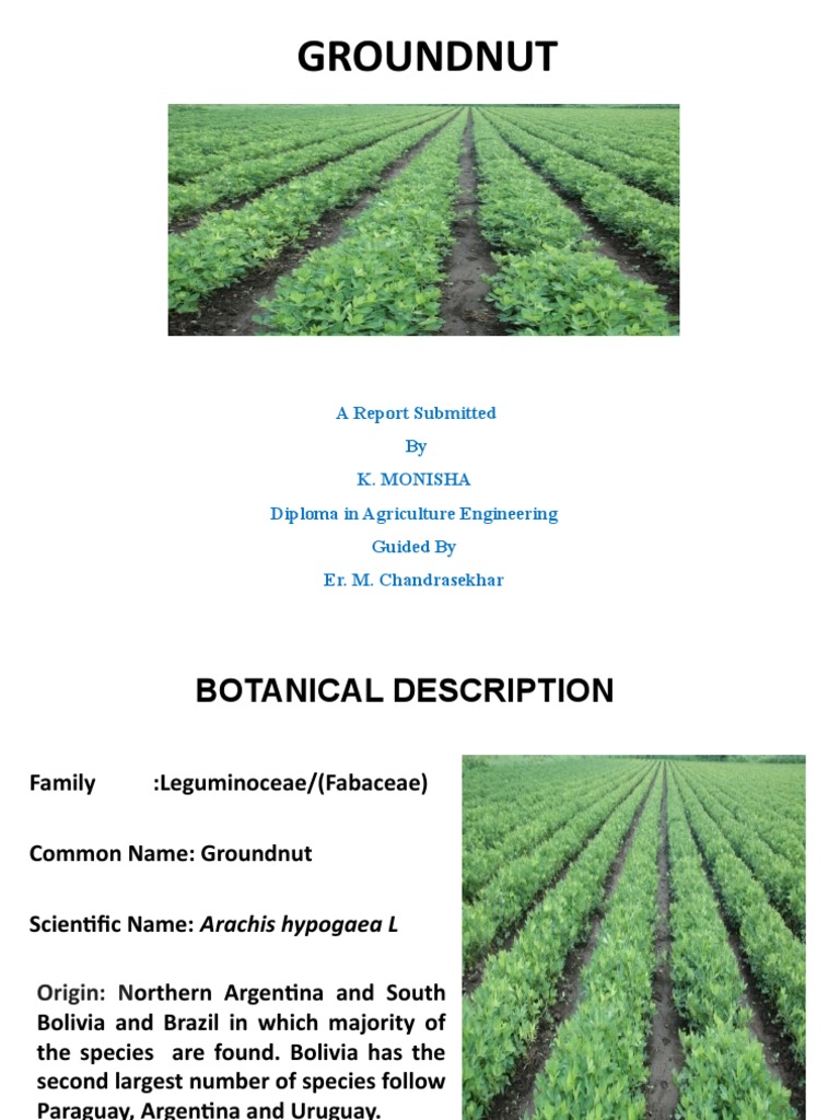 Groundnut: A Report Submitted by K. Monisha Diploma in Agriculture ...
