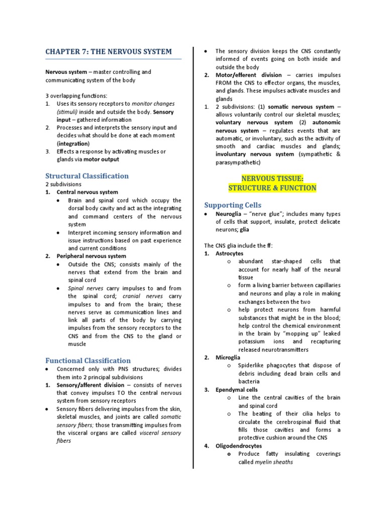Biosci Chap7 (Nervous System Notes) | PDF | Central Nervous System ...