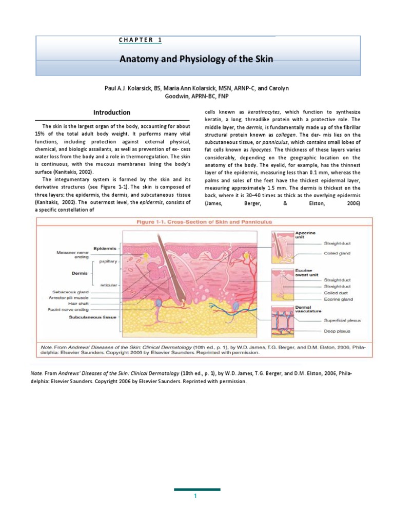 Anatomy and Physiology of Skin | PDF | Epidermis | Skin
