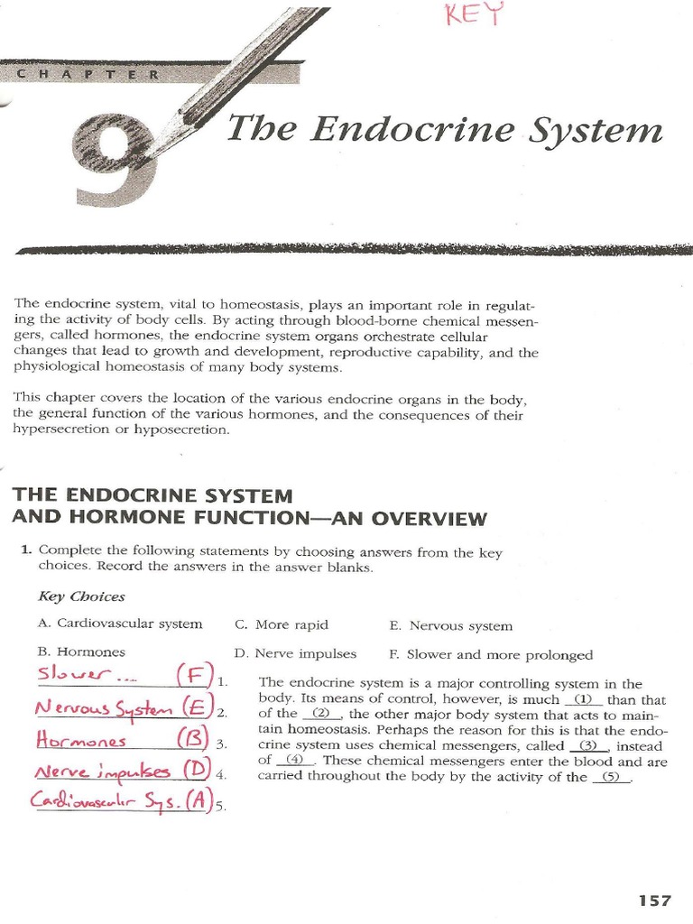 KEY - Endocrine System Test Review - 2013 | PDF