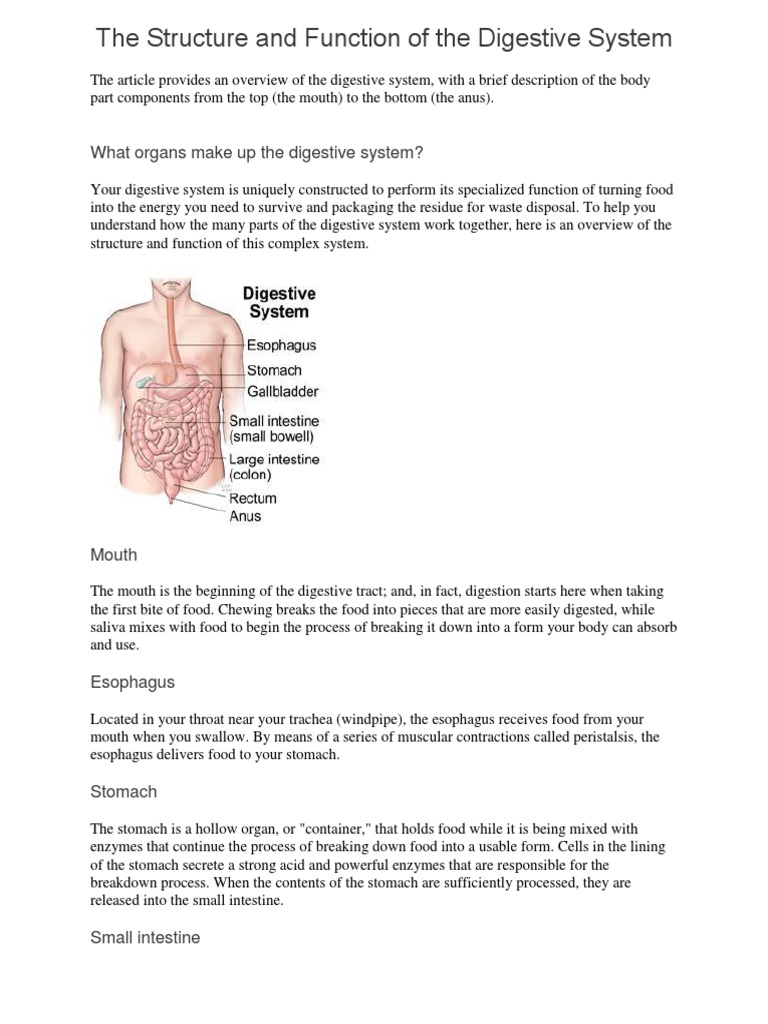 The Structure and Function of The Digestive System | PDF | Human ...