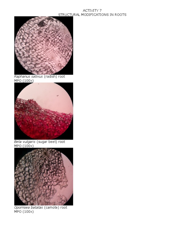 Structural Modifications in Roots | PDF