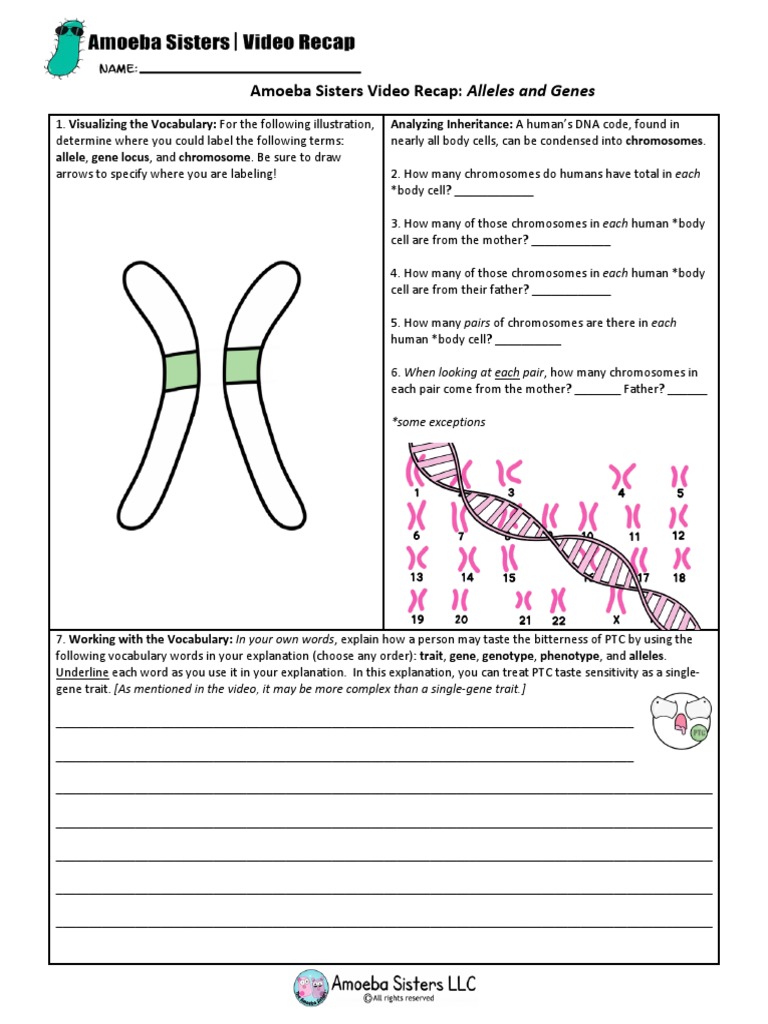 Alleles and Genes (HANDOUT) | PDF | Allele | Phenotypic Trait