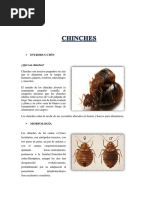Cimicosis | PDF | Especialidades Medicas | Microbiología