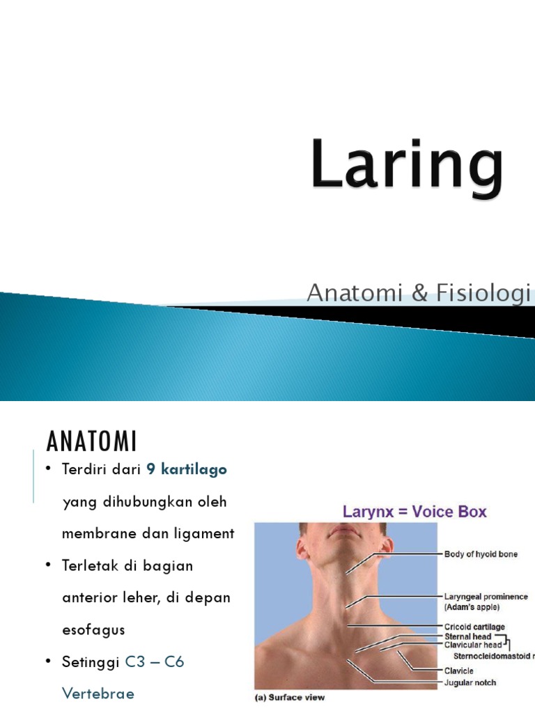 Anatomi Laring | PDF