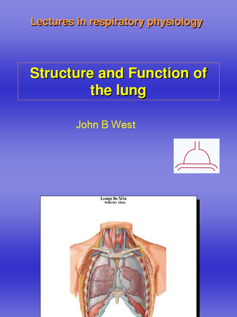 Structure Function of The Lung | PDF