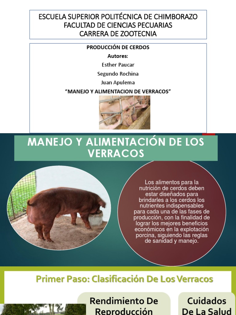 Manejo y Alimentacion de Verracos. | PDF | Dieta | Lisina