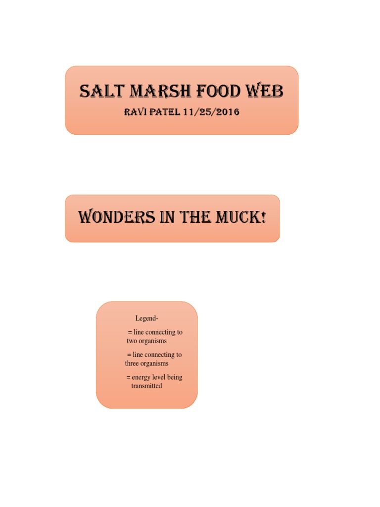 Salt Marsh Food Web: Wonders in The Muck! | PDF