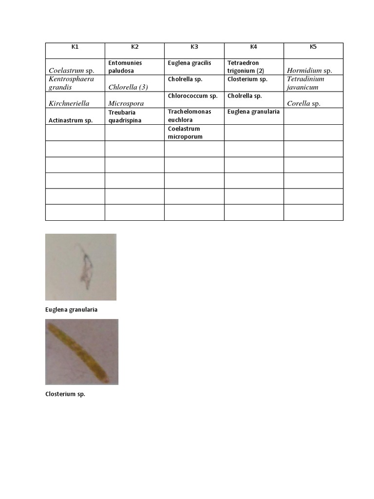 Coelastrum Sp. Hormidium Sp. Kentrosphaera Grandis Chlorella (3 ...