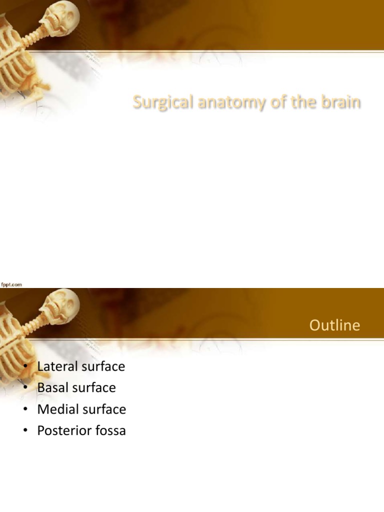 Brain Surgical Anatomy Overview | PDF