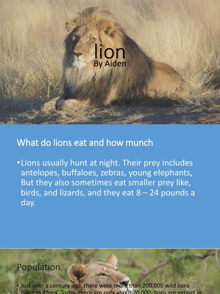 Lion | PDF