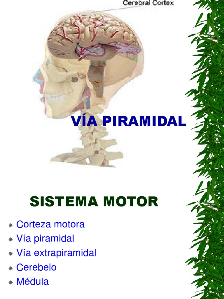 Via Piramidal | Descargar gratis PDF | Médula espinal | Órgano (anatomía)