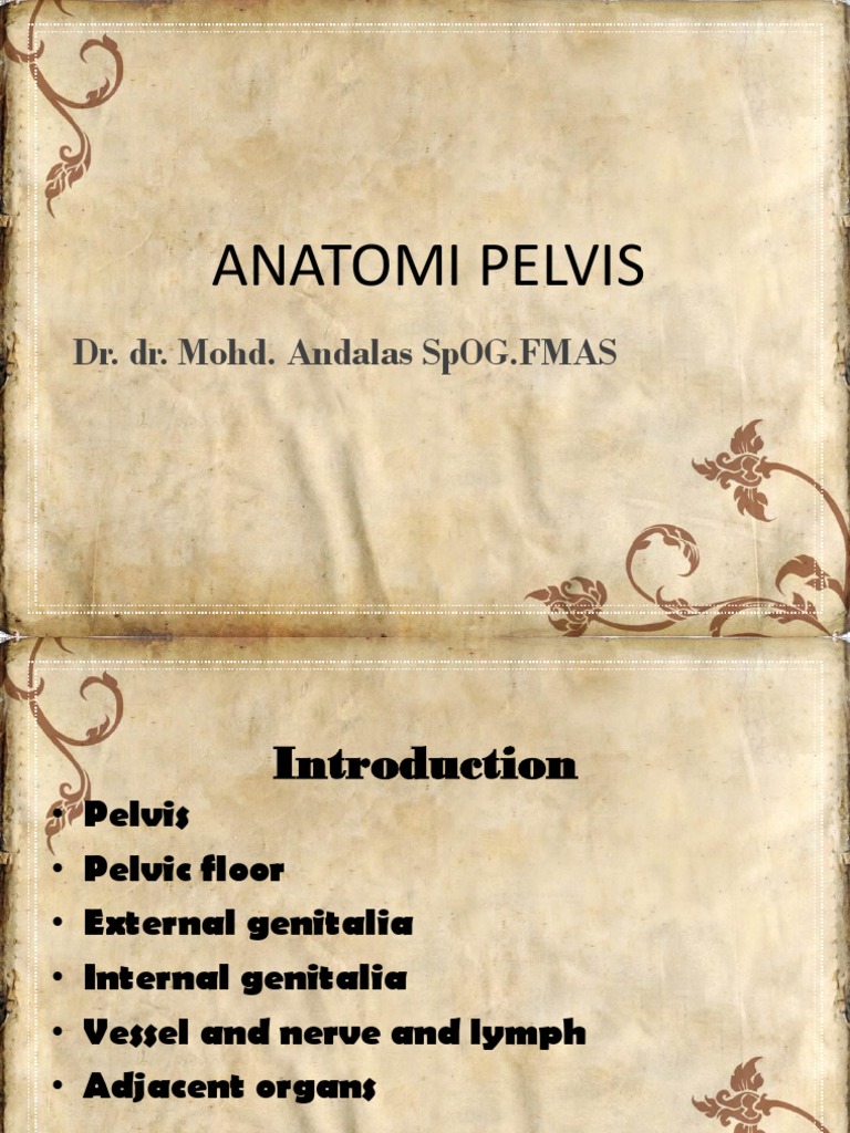 Anatomi Pelvis | PDF | Pelvis | Musculoskeletal System