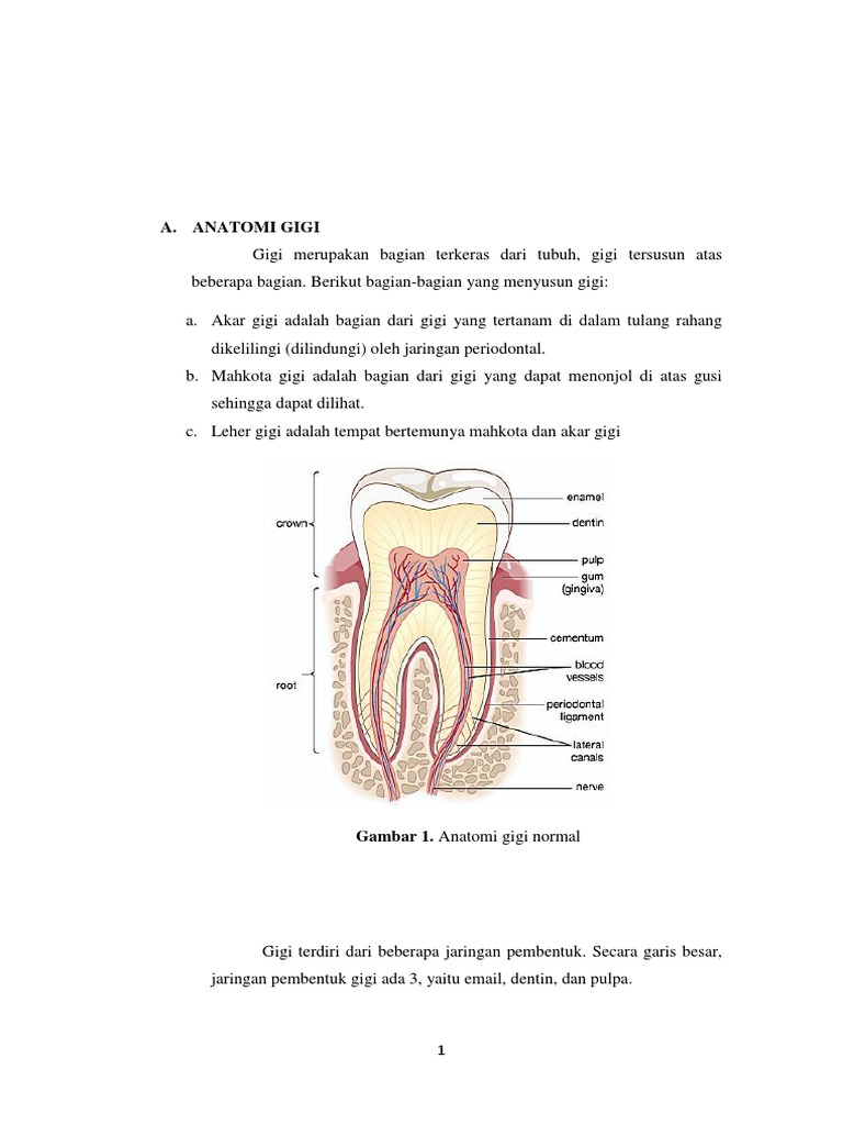 Anatomi Gigi | PDF