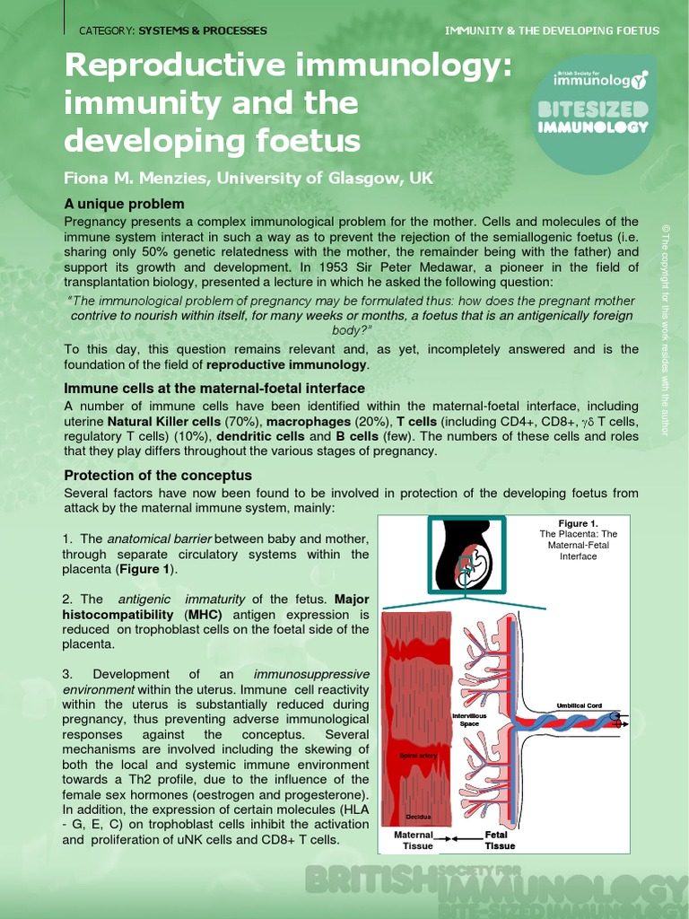 Reproductive Immunology | PDF | Immune System | Fetus