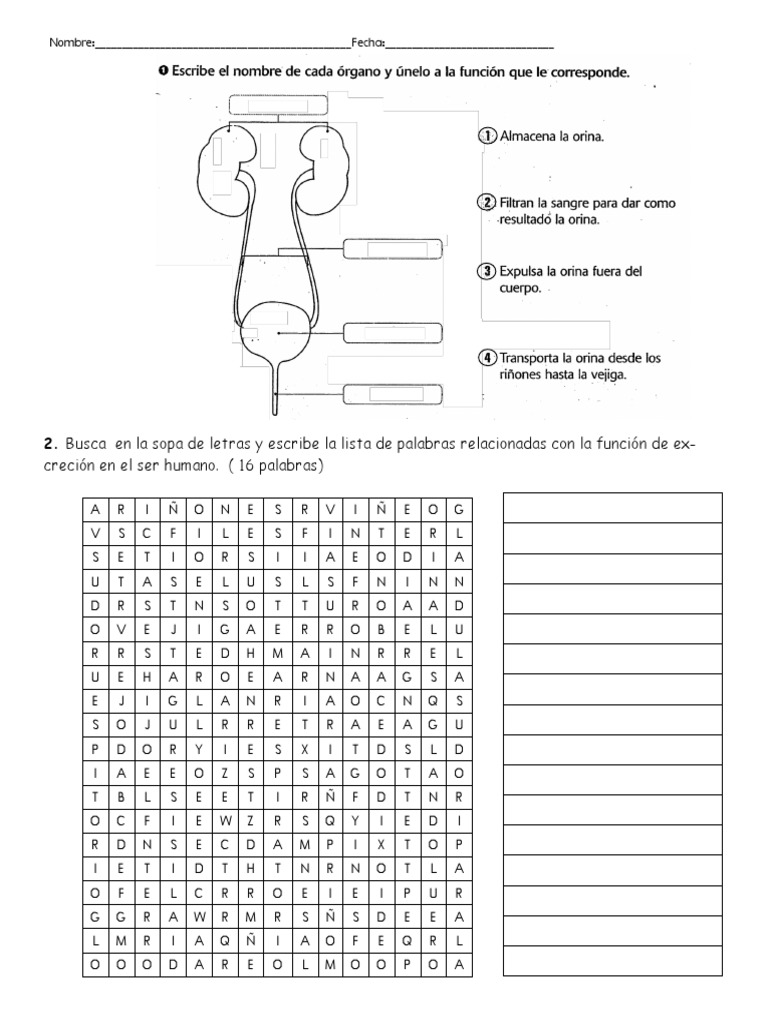Sopa de letras del sistema urinario | PDF
