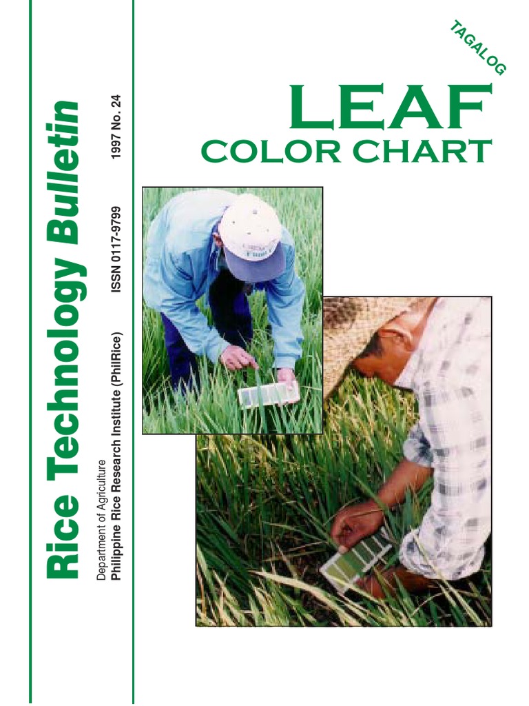 Leaf Color Chart LCC Tagalog PDF | PDF