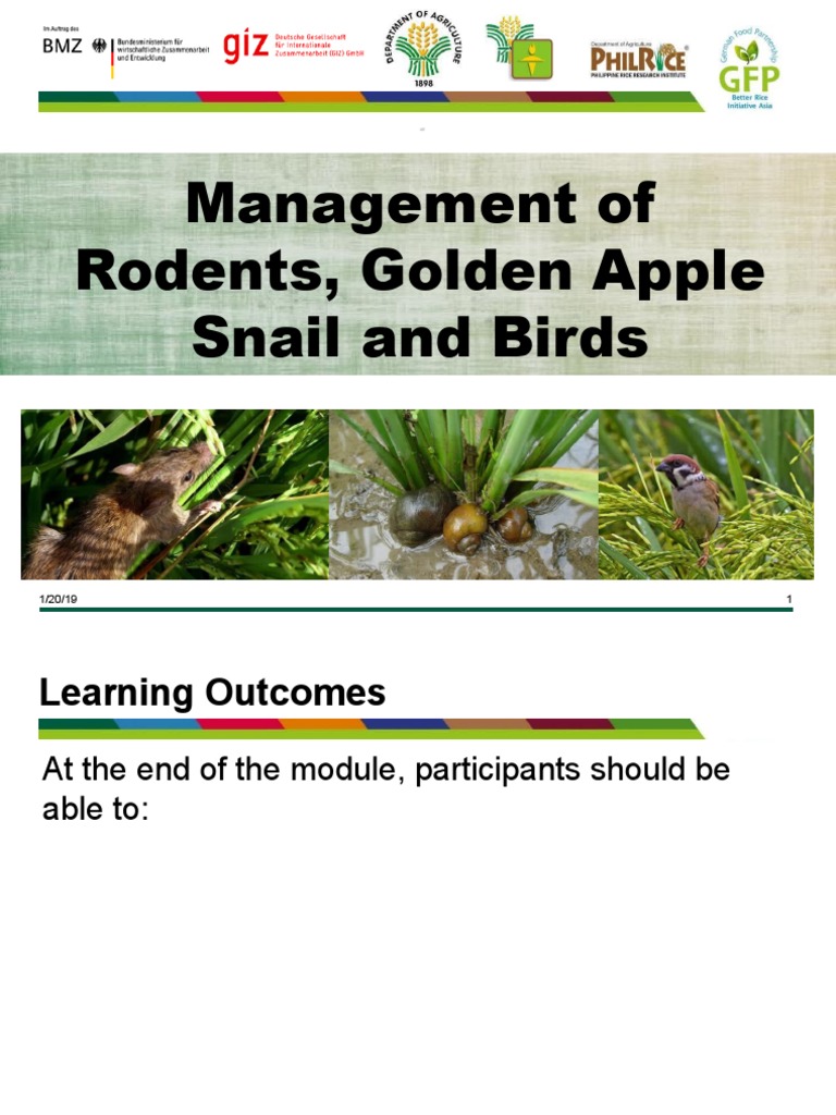 Module 10e Management of Rodents Golden Apple Snail and Birds ...