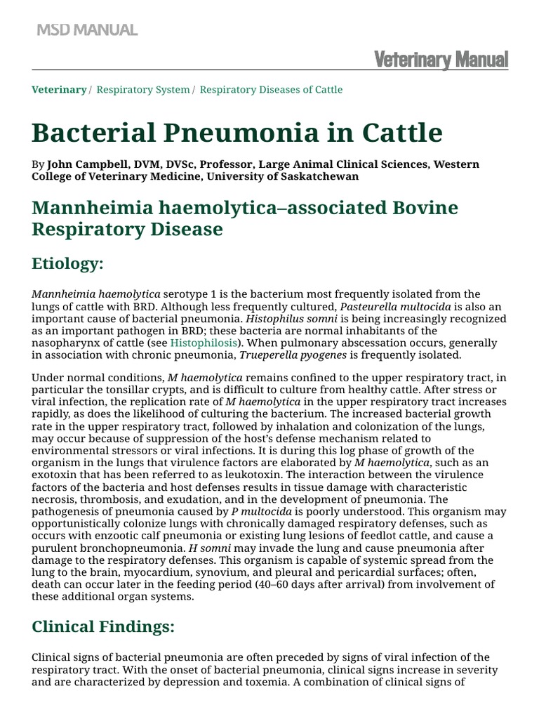 Bacterial Pneumonia in Cattle - Respiratory System - Veterinary Manual ...