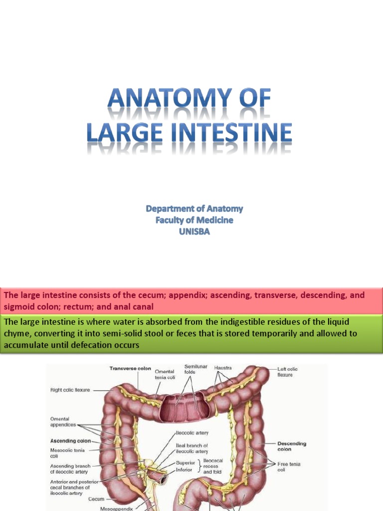 Anatomy of Large Intestine (Intro) | PDF