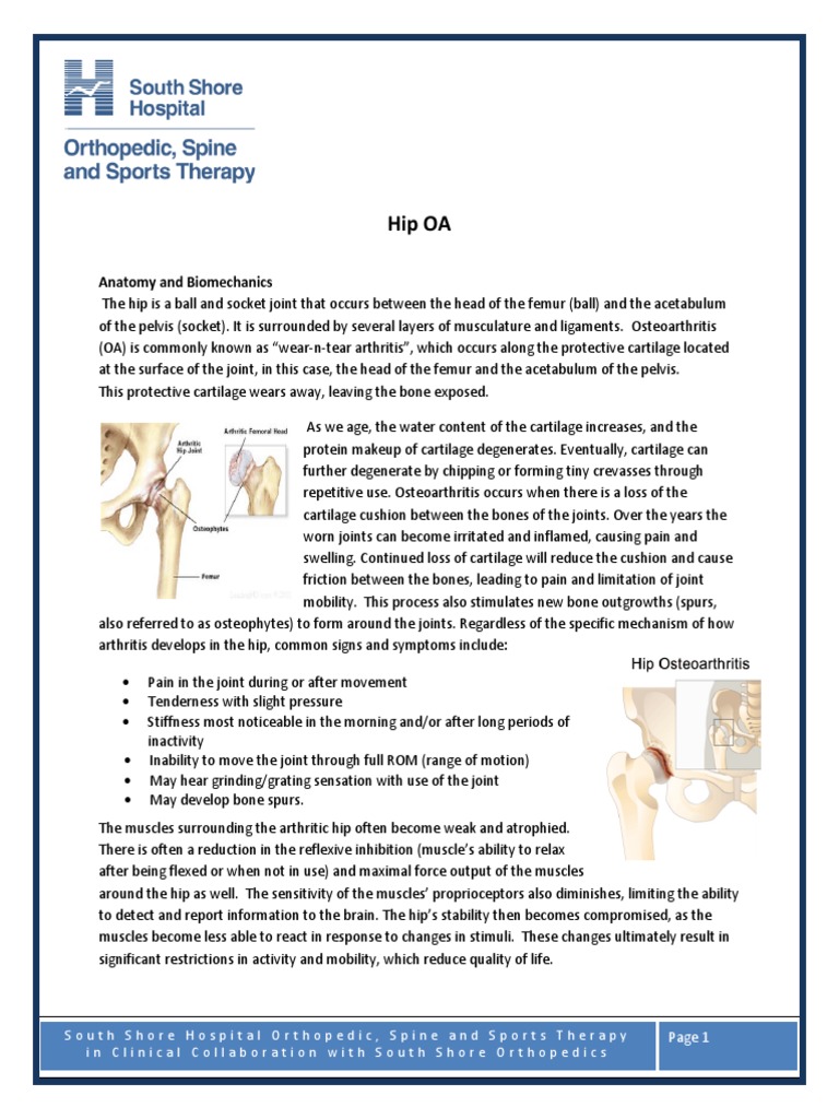 Hip OA: Anatomy and Biomechanics | PDF | Osteoarthritis | Physical Therapy