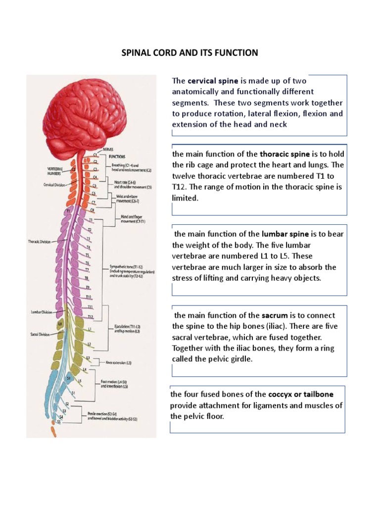 SPINAL CORD Main Function | PDF