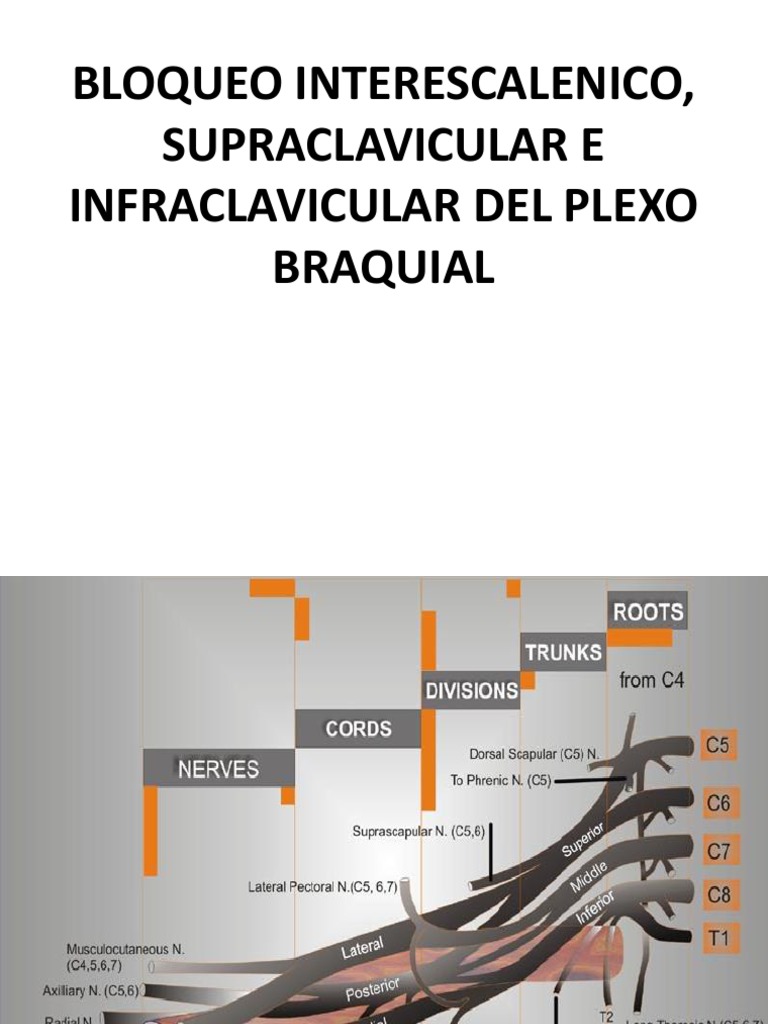 BLOQUEO PLEXO BRAQUIAL.pptx | Hombro | Anatomía humana