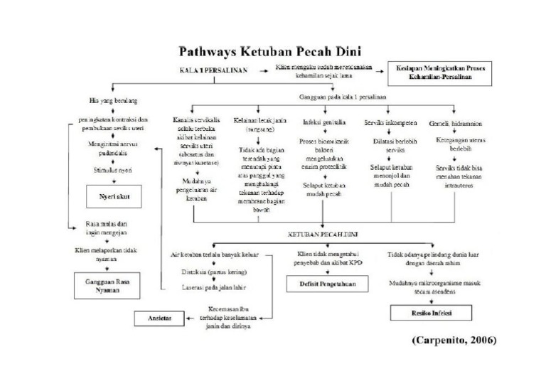 Pathway KPD | PDF