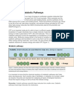 Roche Biochemical Pathways Poster PDF | PDF | Metabolism | Biochemistry