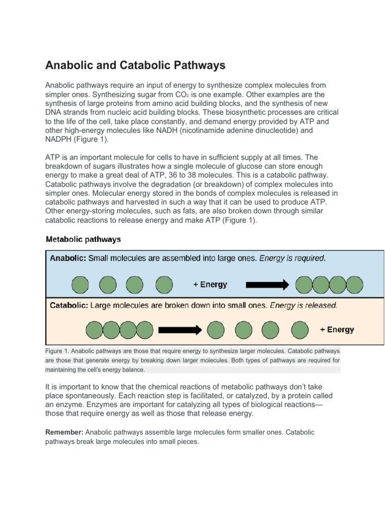 Anabolic and Catabolic Pathways | PDF