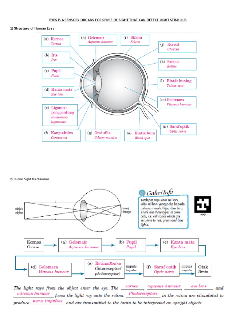 Eyes Is A Sensory Organs For Sense of Sight That Can Detect Light ...