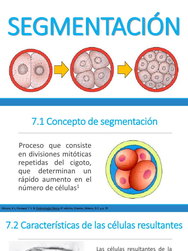 Segmentación | Procesos biologicos | Reproducción