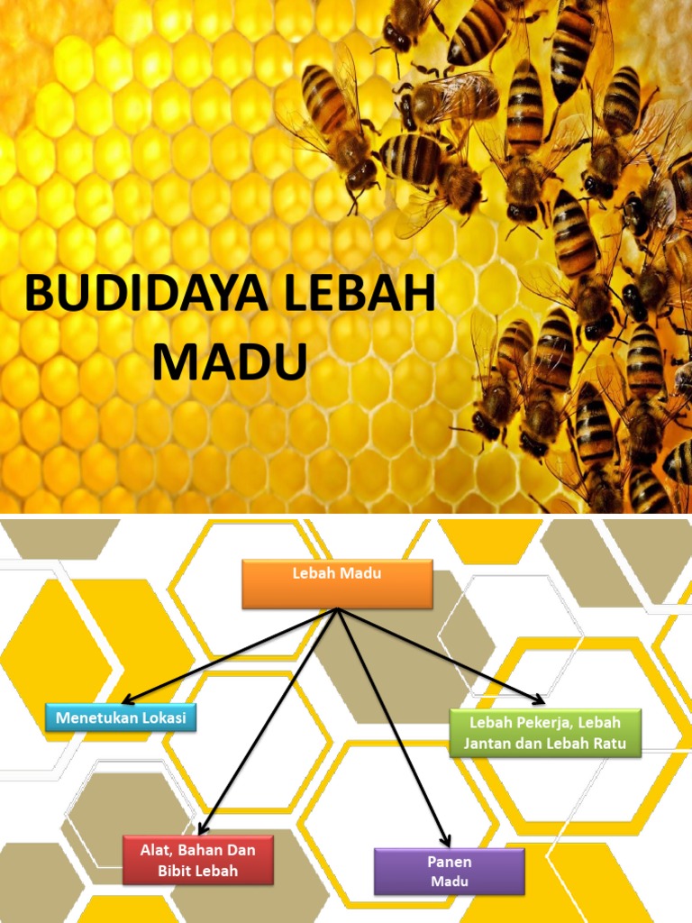 Budidaya Lebah Madu Fix 1 | PDF