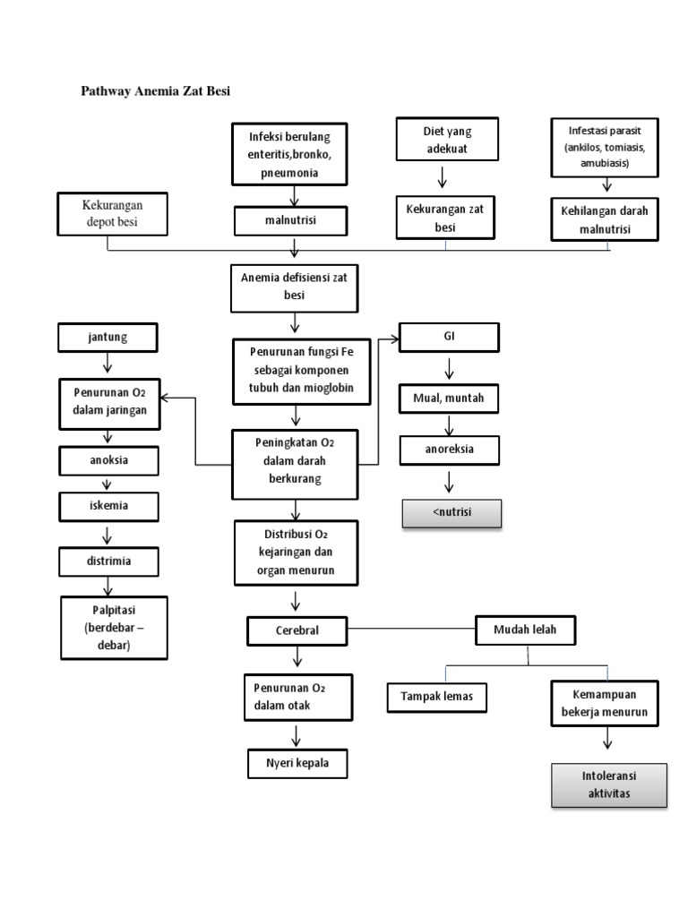 Pathway Anemia Zat Besi | PDF