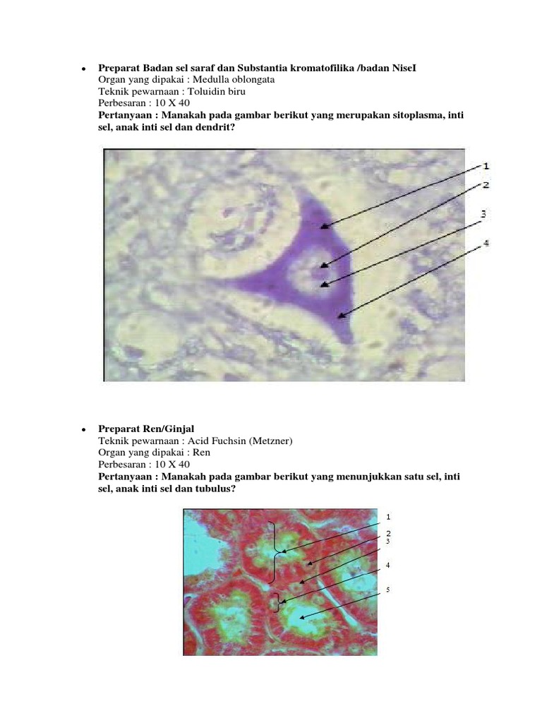 Preparat Badan Sel Saraf Dan Substantia Kromatofilika