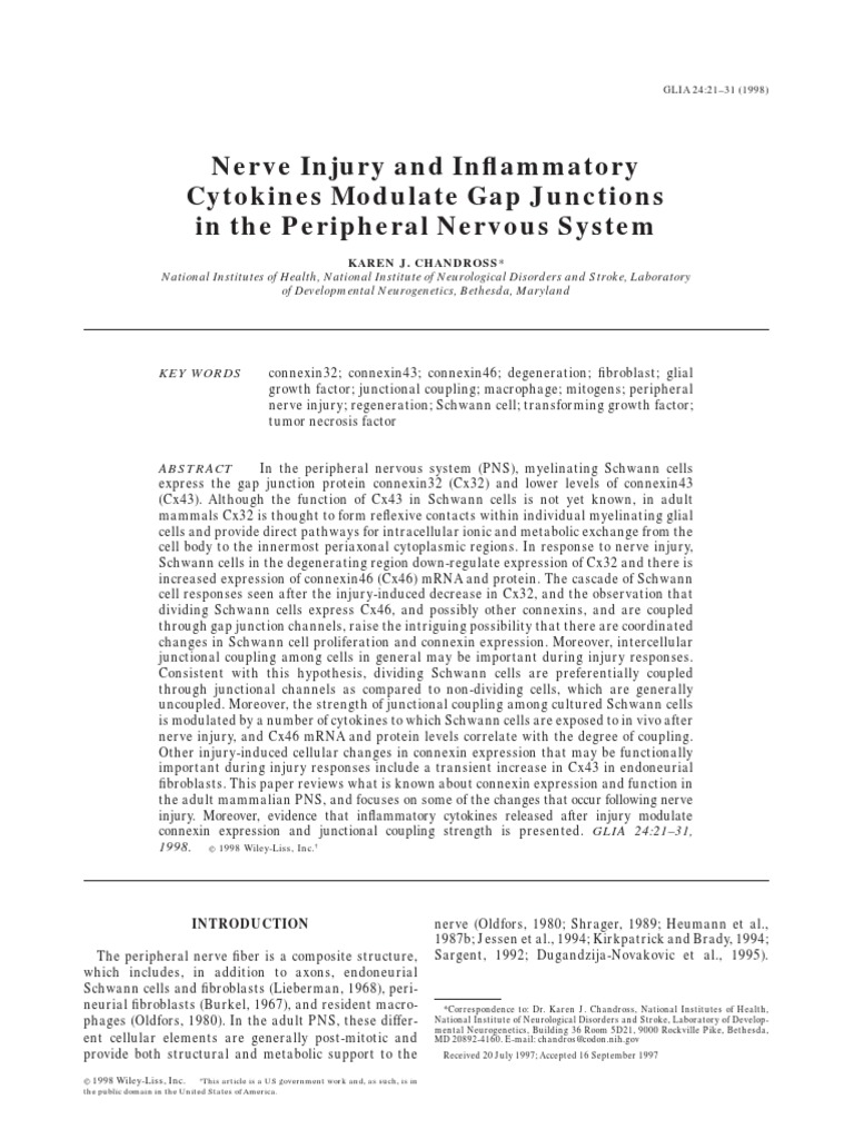 Chandross 1998 | PDF | Myelin | Neuroanatomy