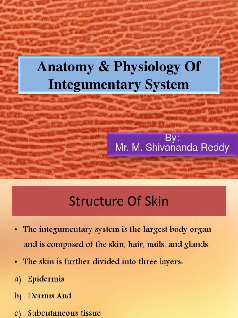 Anatomy Physiology of Integumentary System | PDF | Epidermis | Skin