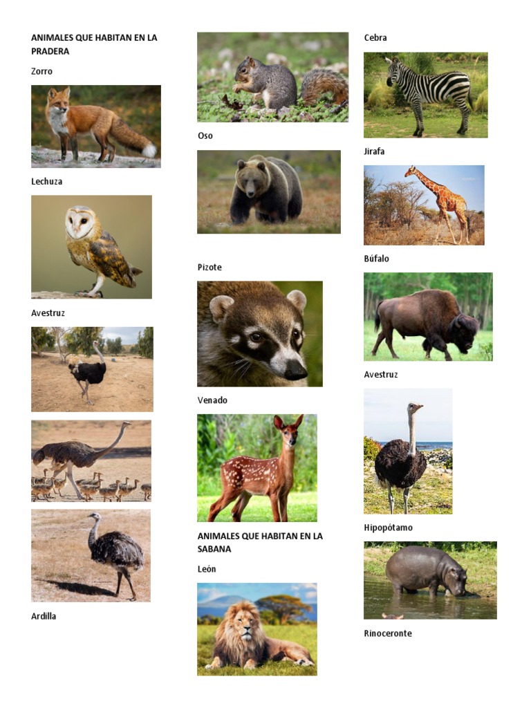 ANIMALES QUE HABITAN EN LA PRADERA