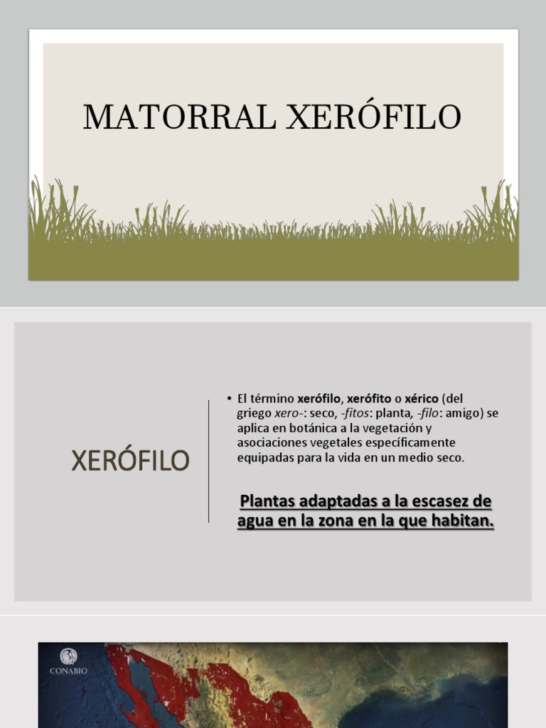 Matorral xerófilo.pptx | PDF | Desierto | Clima