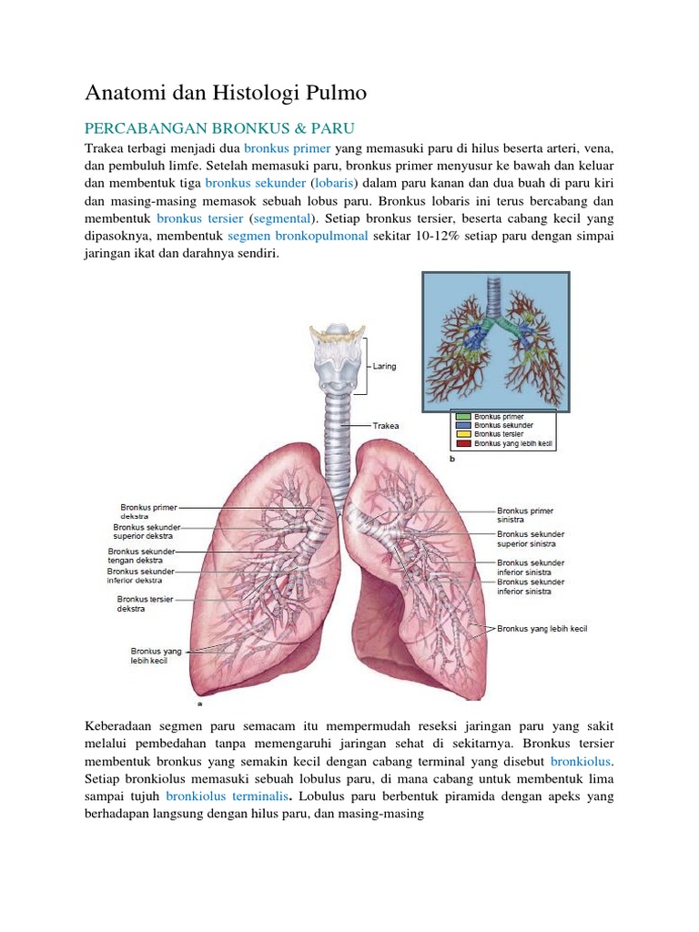 Anatomi Dan Histologi Pulmo | PDF