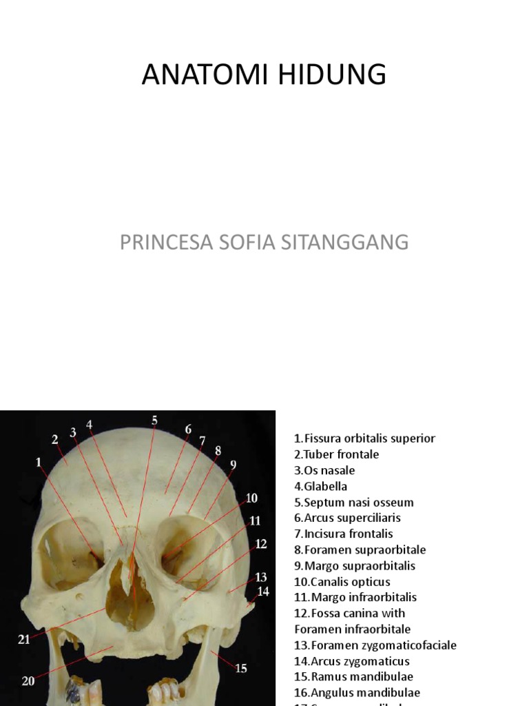 Anatomi Hidung | PDF | Sains & Matematika
