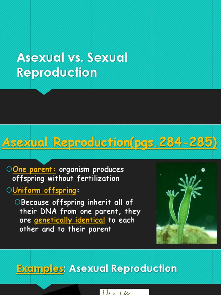 Asexual Vs Sexual Reproduction 18-19 | PDF | Reproduction | Sexual ...