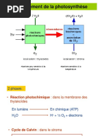 Cours 2-La Paroi Pectocellulosique PDF | PDF | Paroi cellulaire | Lignine