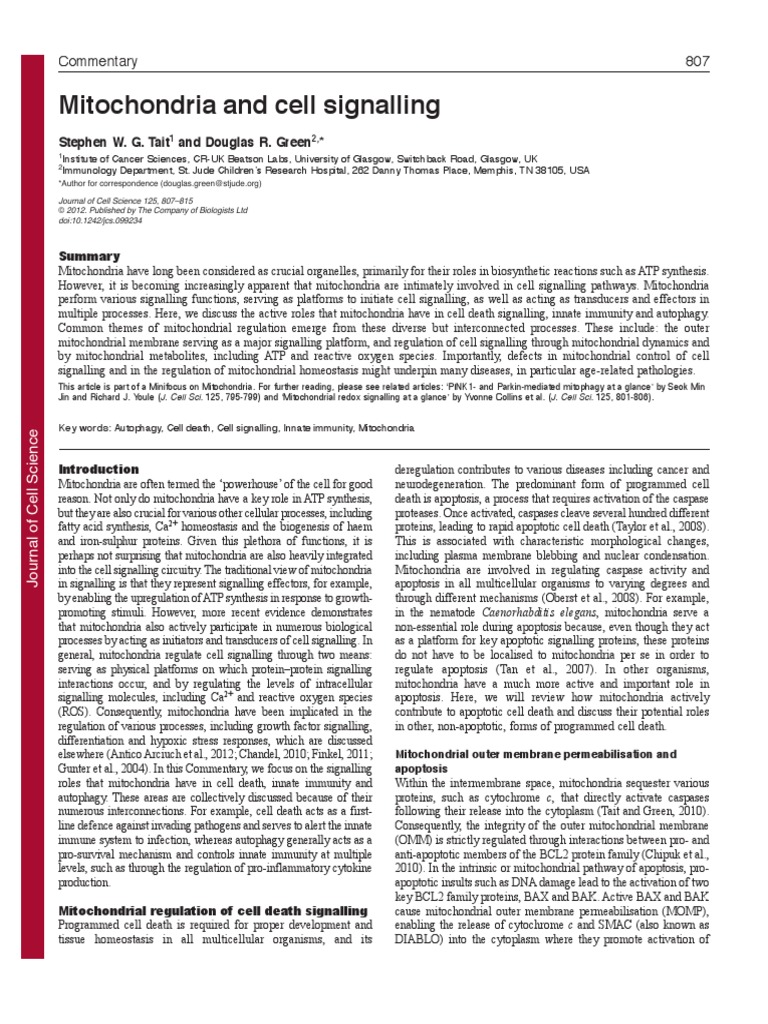 Mitochondria and Cell Signalling | PDF | Autophagy | Apoptosis