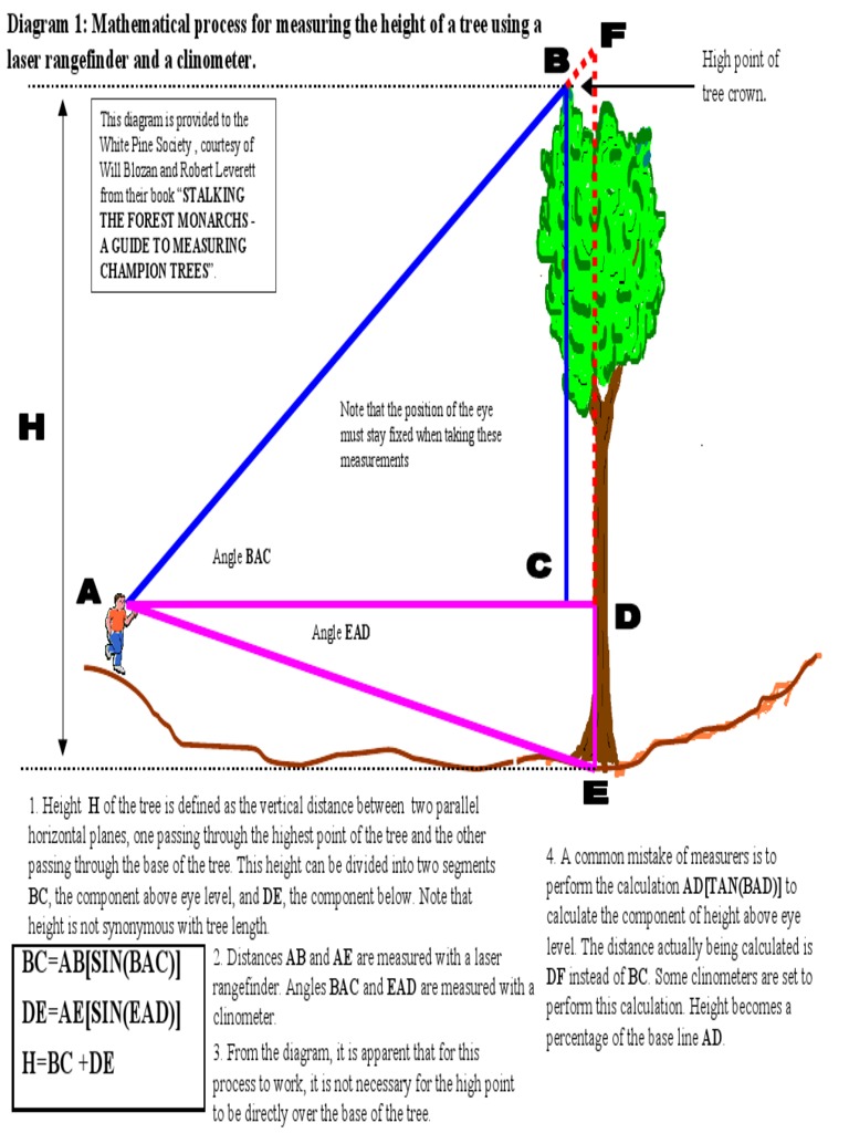 Tree Measuring Guide | PDF | Triangle | Trees