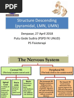 Pyramidal vs Extrapyramidal Tracts | PDF | Neuroscience | Neuroanatomy