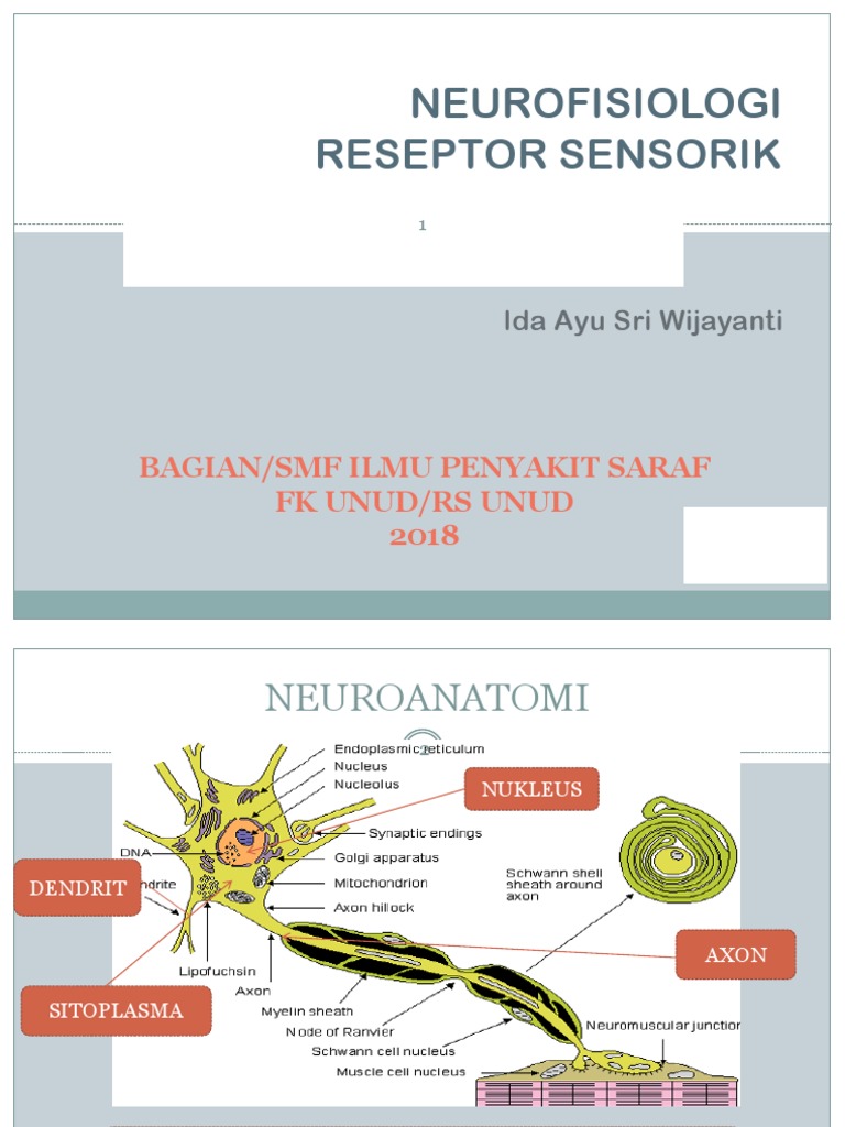 Reseptor Sensorik | PDF