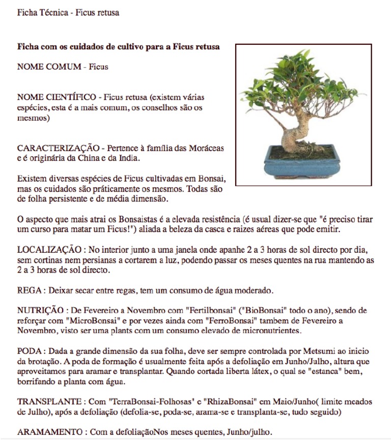 Ficus Retusa | PDF