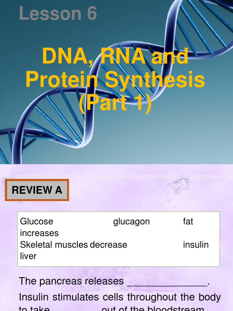 DNA, RNA and Protein Synthesis (Part 1) : Lesson 6 | PDF | Dna ...