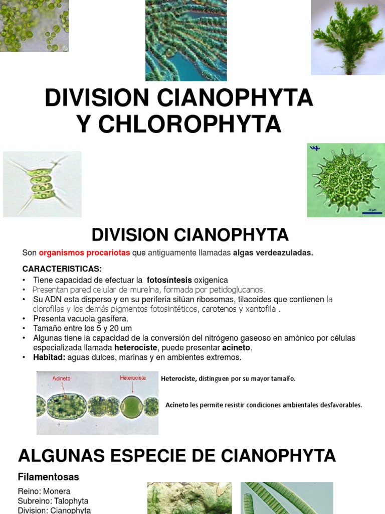 Características de Cianophyta y Chlorophyta | PDF | Plantas | Algas